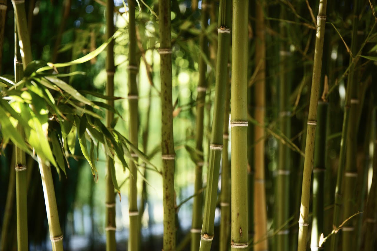 What Are Bamboo Sheets? Are They Good? - The Sleep Tutor